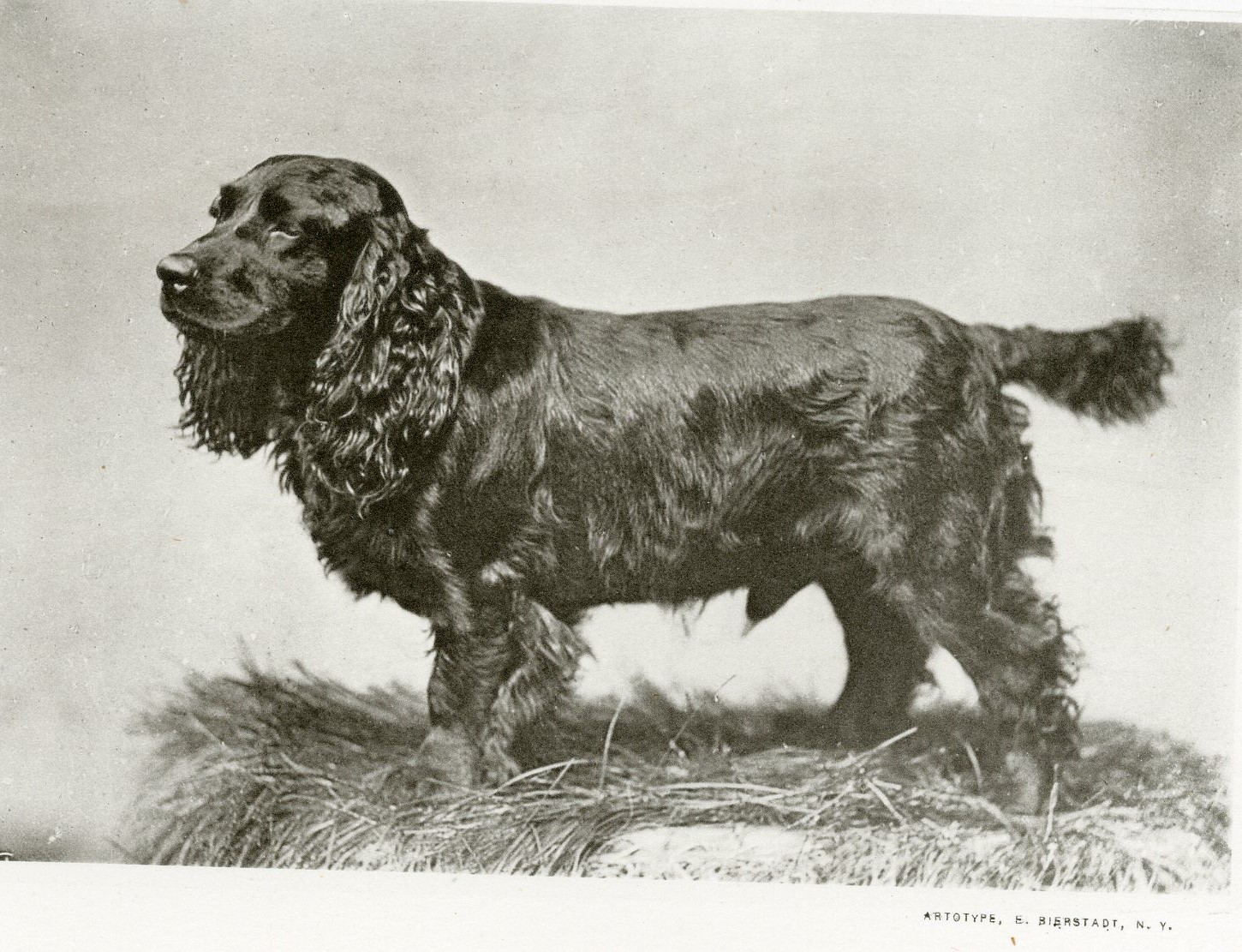 Oral History – Artifacts, This & That – American Spaniel Club