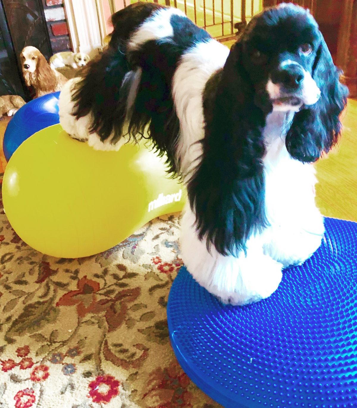 Trick Dogs – American Spaniel Club