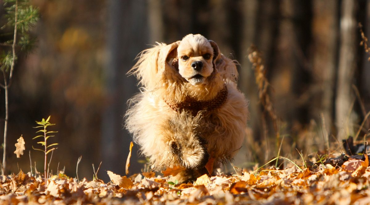 Versatility Award – American Spaniel Club