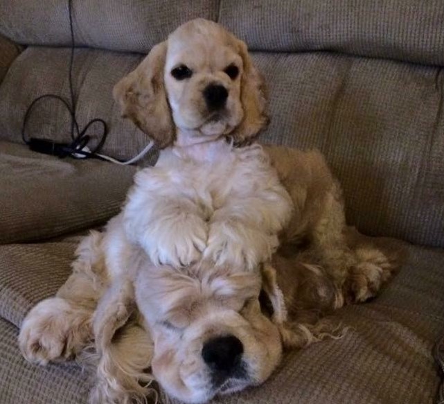 Cocker Spaniel Health – American Spaniel Club